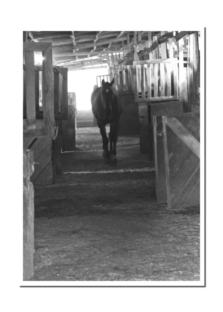 Boarding – Cedar Lane Stables